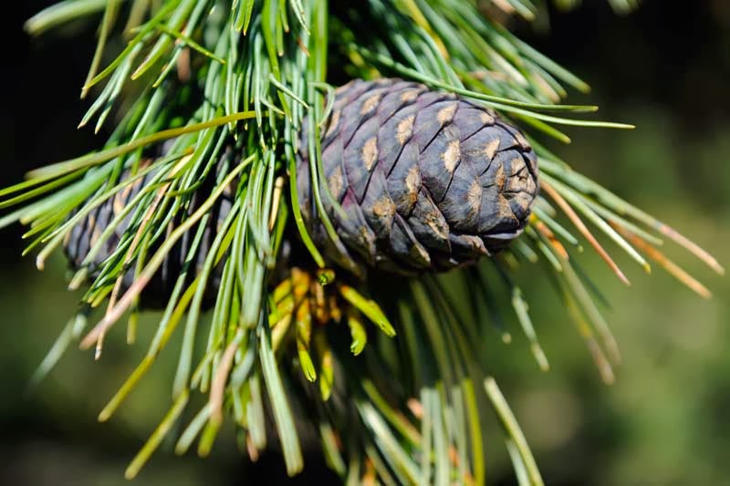 Tirler auf der Seiser Alm in den Dolomiten